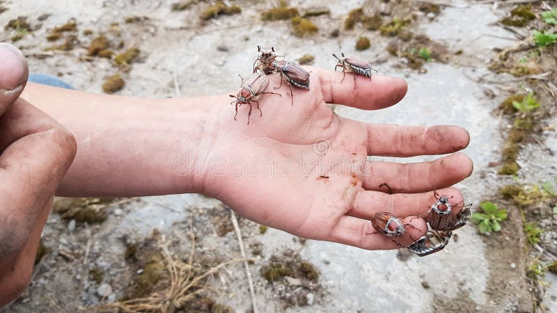 Huge May Bugs Crawl on the Hands of a Person. Large Insects Stock Image ...
