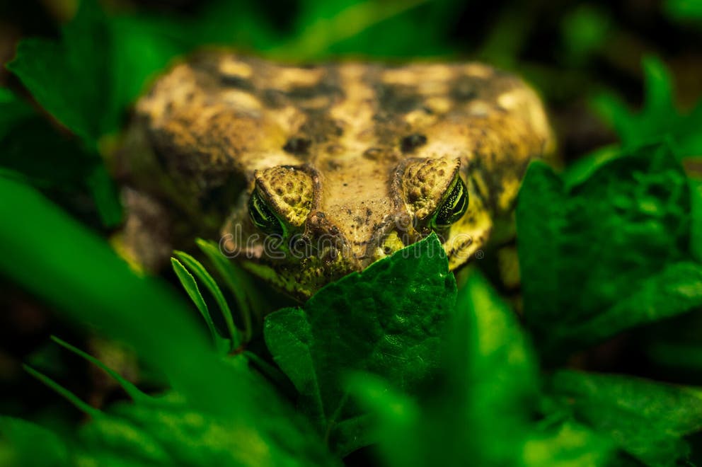 Huge Mexican Bull Toad among the Weeds Stock Image - Image of toad ...