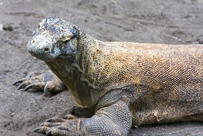 Huge monitor lizard stock photo. Image of animal, skin - 11822494