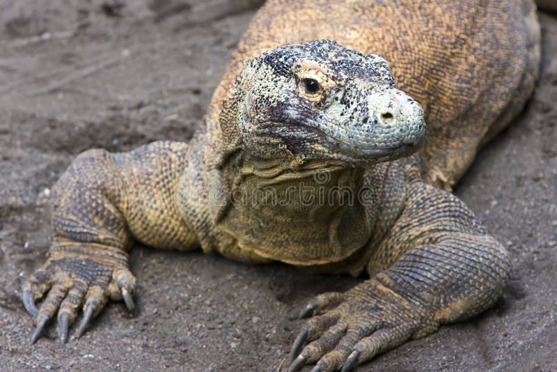 Huge monitor lizard stock image. Image of science, scientific - 12287523