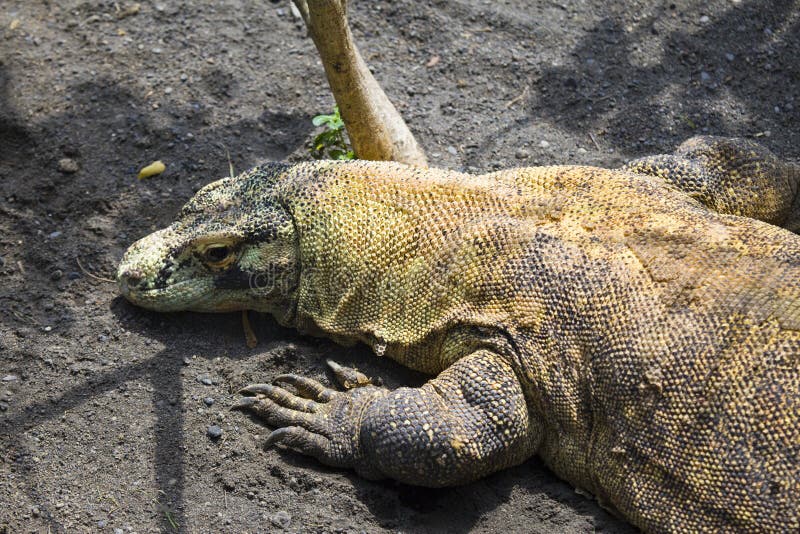Huge monitor lizard stock image. Image of scientific - 14586405