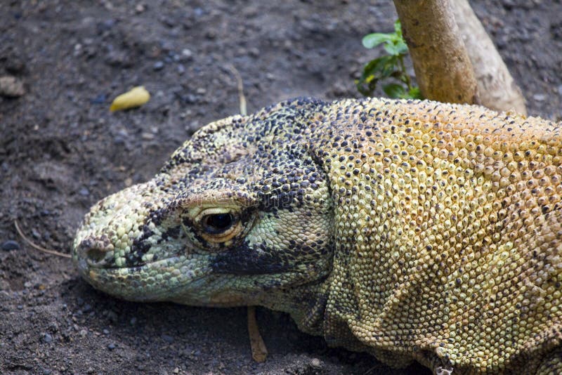 Huge monitor lizard stock photo. Image of predator, wildlife - 14586408
