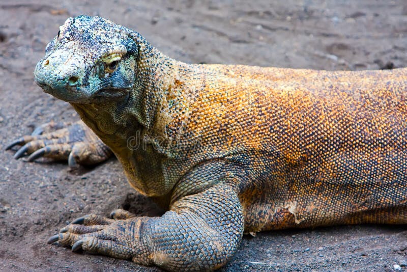 Huge monitor lizard stock image. Image of monitor, scales - 18133503