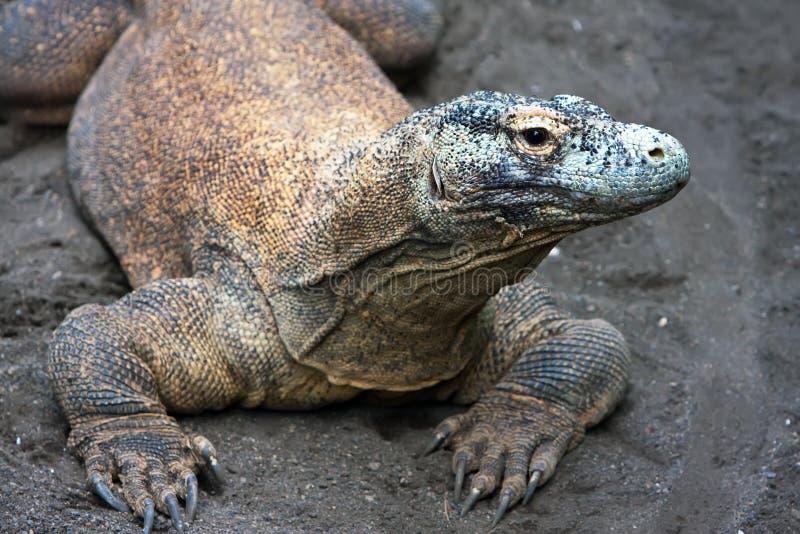 Earless Monitor Lizard / Lanthanotus Borneensis Stock Photo - Image of ...