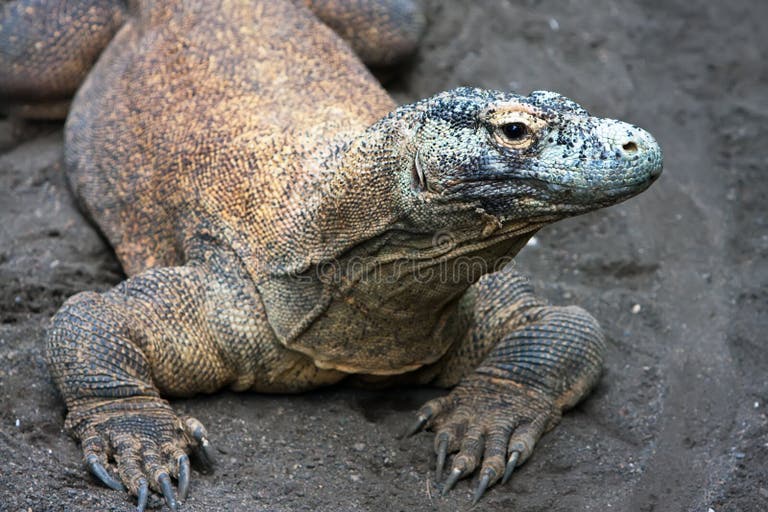 Huge monitor lizard stock image. Image of scales, reptile - 18133511