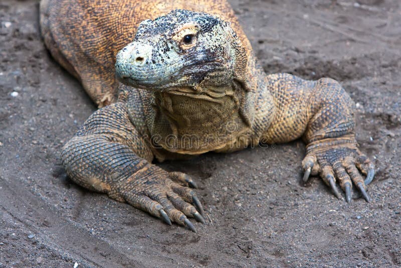 Huge monitor lizard stock image. Image of tropical, planet - 18133513