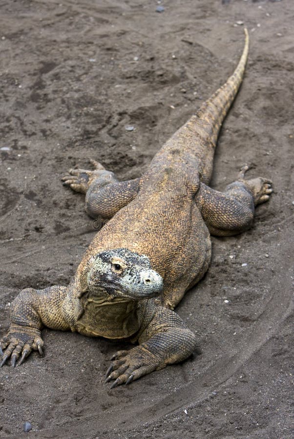 Huge Monitor Lizard Grey Sand Stock Image - Image of nature, world ...