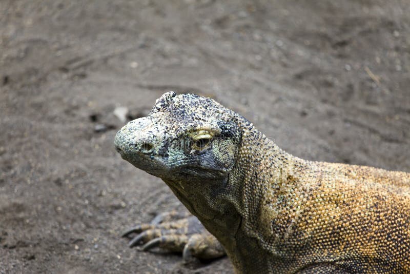 Huge Monitor Lizard -varan- Stock Image - Image of fauna, amphibian ...