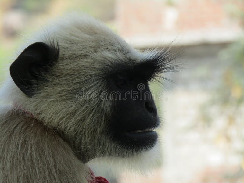 Huge Monkey Pod tree stock photo. Image of albizia, botany - 26731694