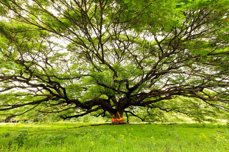 599 Monkey Pod Tree Stock Photos - Free & Royalty-Free Stock Photos ...