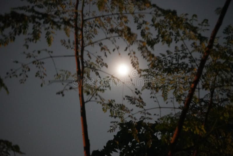 A Huge Moon is Rising Behind the Tree Branches. Stock Photo - Image of ...