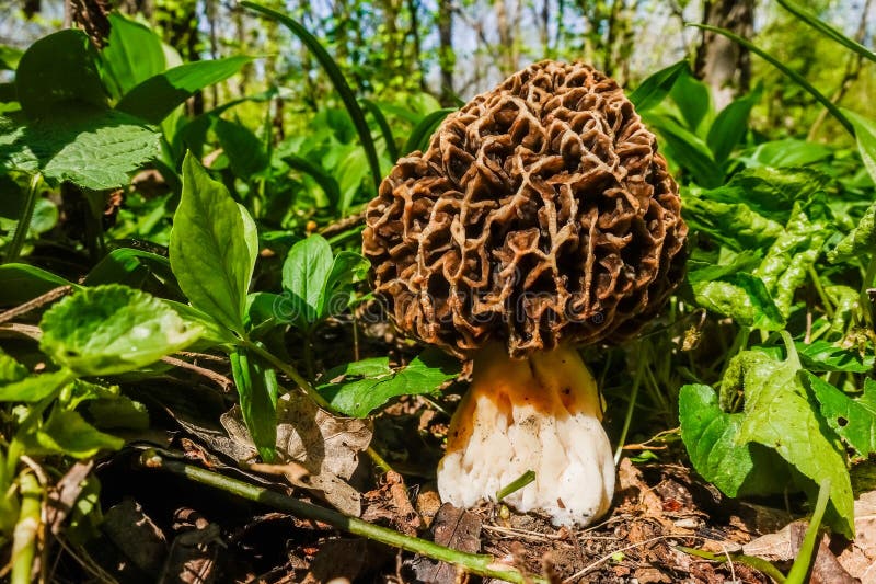 Huge Morel Standing in the Forest Floor between Green Plants in the ...