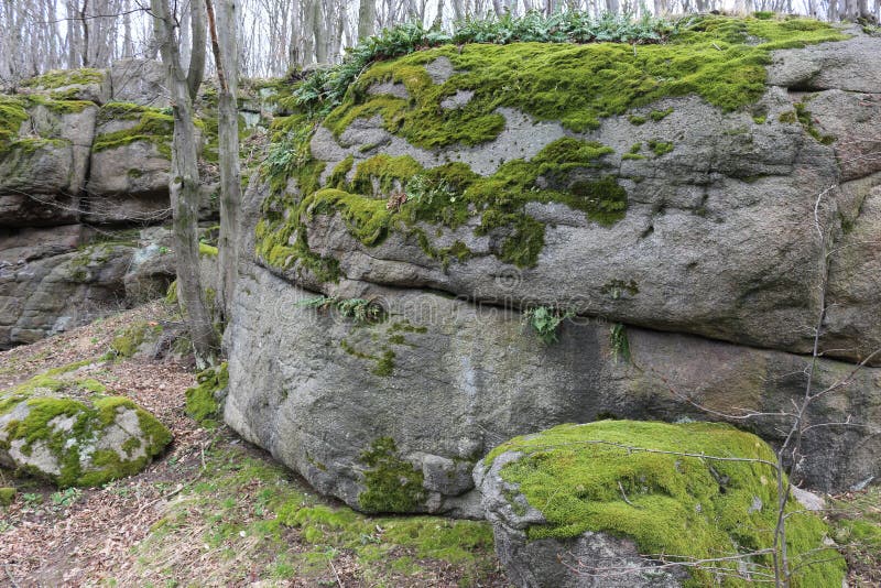 Huge Moss-covered Boulders Lie on the Slopes of the Forest. Stock Photo ...