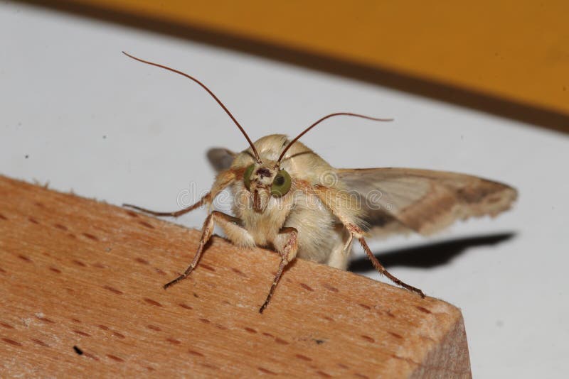 A Huge Moth Entered the House Stock Image - Image of animal, huge ...
