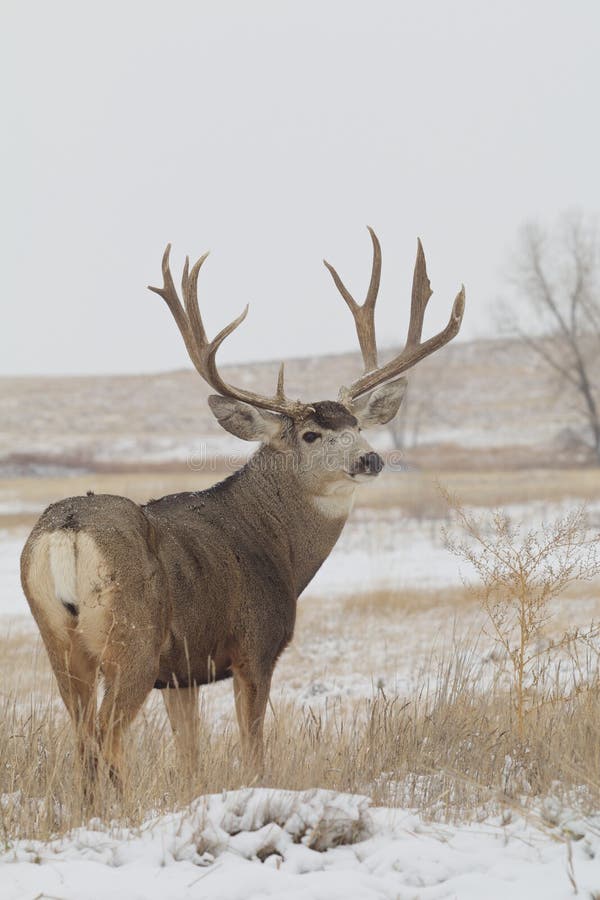 Huge Mule Deer Buck stock photo. Image of hunting, ungulate - 10516314