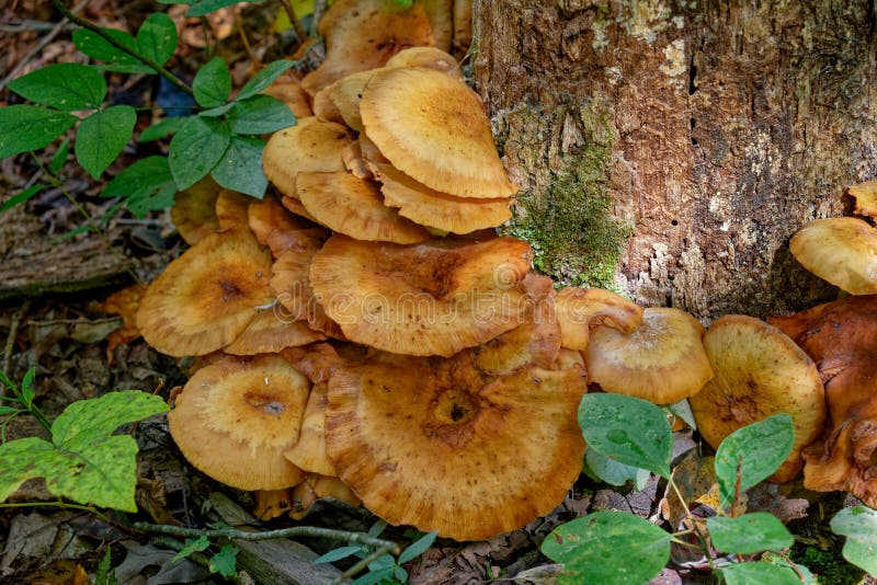 Huge mushroom cluster stock photo. Image of botanical - 291775130