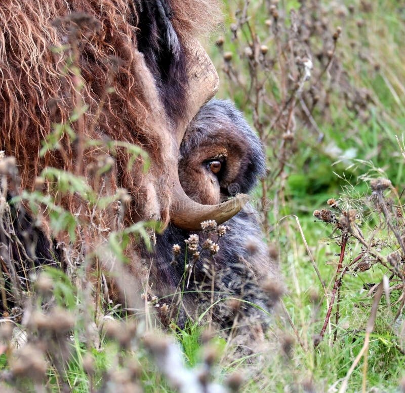 Huge musk ox stock image. Image of angry, black, cattle - 236681231