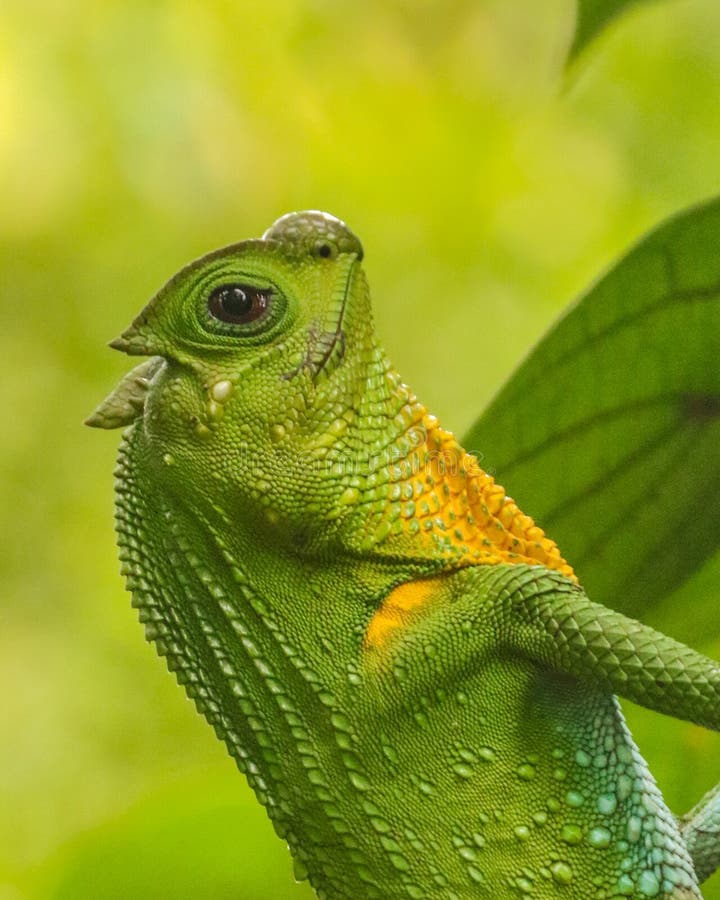 Hump-nosed Lizard, Sinharaja National Park Rain Forest, Sri Lanka Stock ...