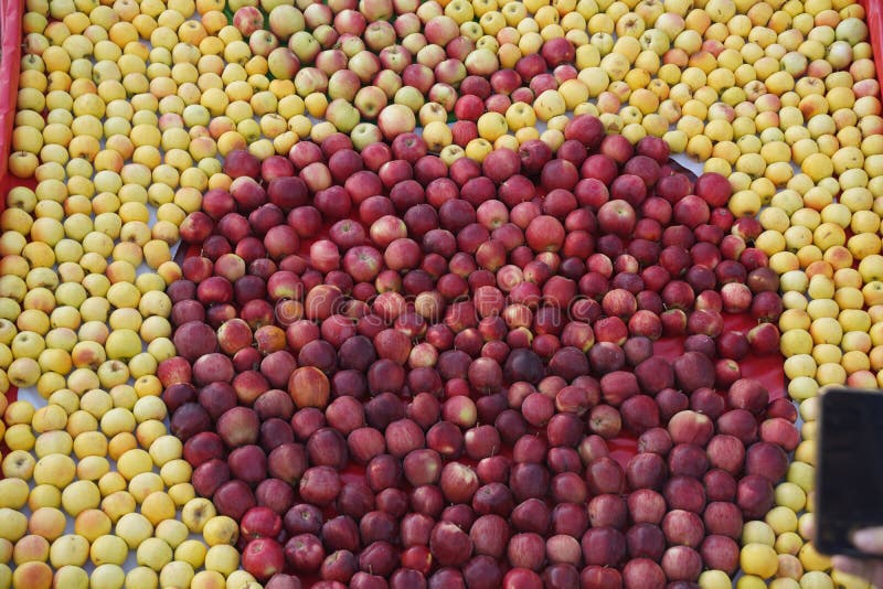 A Huge Number of Fresh Apples of Different Varieties on a Big Sale ...