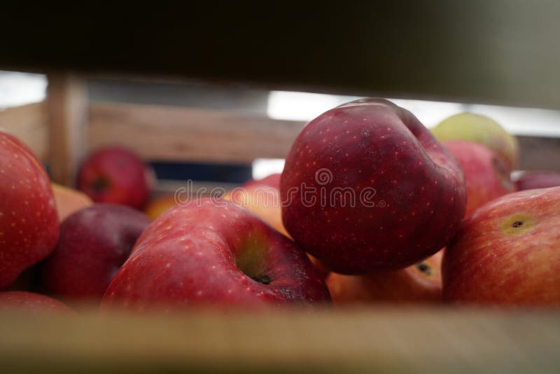 A Huge Number of Fresh Apples of Different Varieties on a Big Sale ...