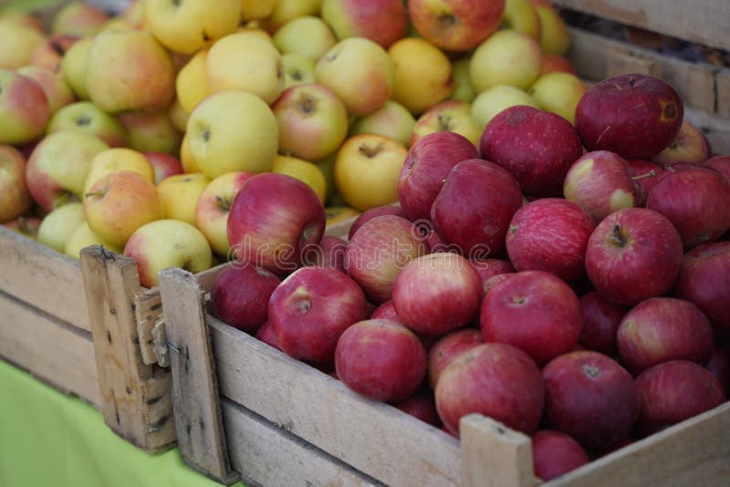 A Huge Number of Fresh Apples of Different Varieties on a Big Sale ...