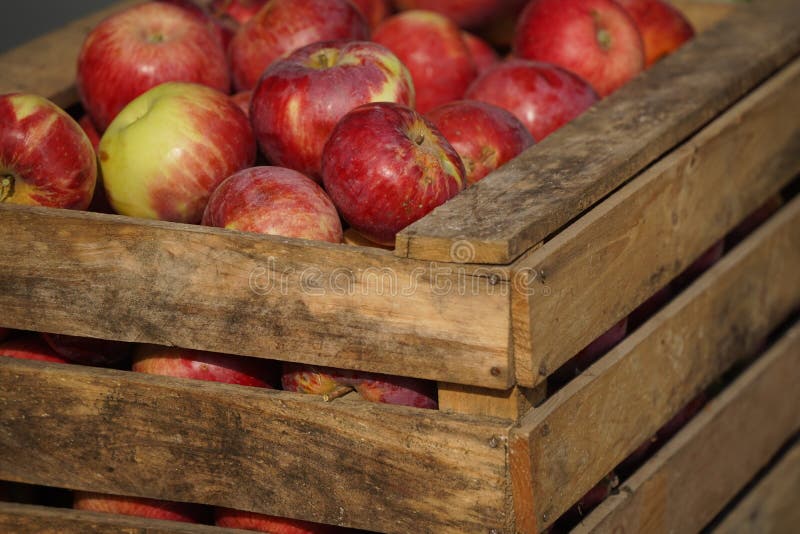 A Huge Number of Fresh Apples of Different Varieties on a Big Sale ...