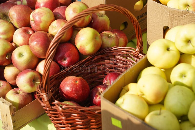 A Huge Number of Fresh Apples of Different Varieties on a Big Sale ...