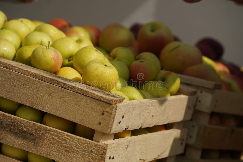 A Huge Number of Fresh Apples of Different Varieties on a Big Sale ...
