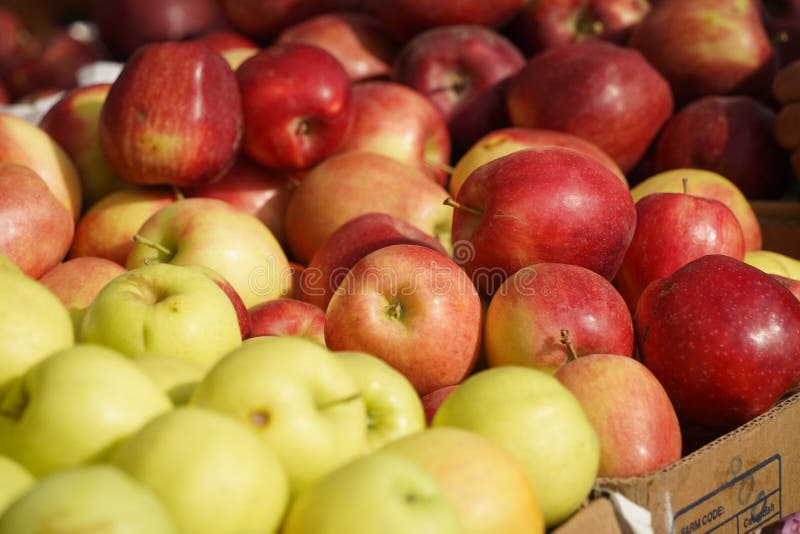 A Huge Number of Fresh Apples of Different Varieties on a Big Sale ...
