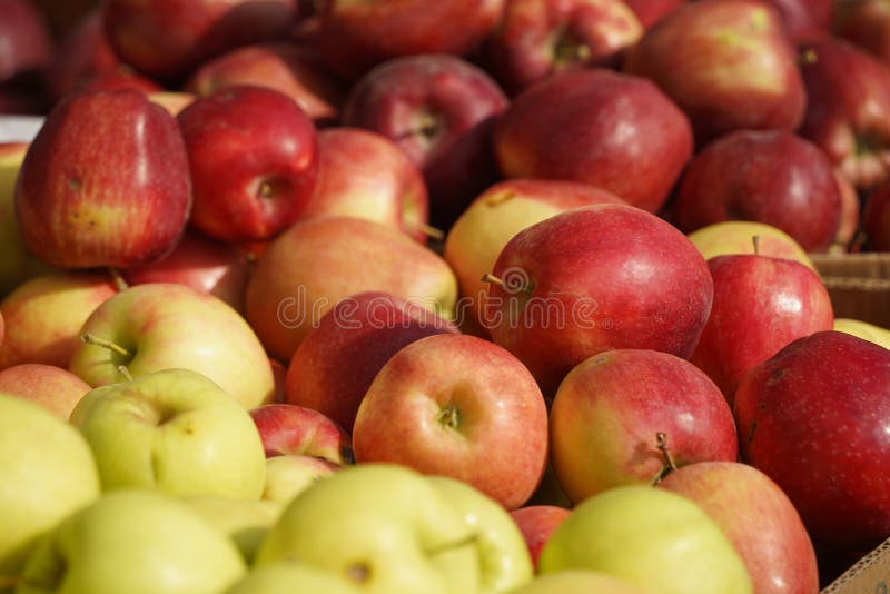 A Huge Number of Fresh Apples of Different Varieties on a Big Sale ...