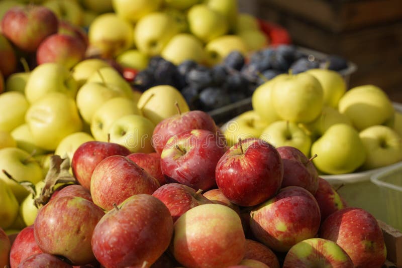 A Huge Number of Fresh Apples of Different Varieties on a Big Sale ...