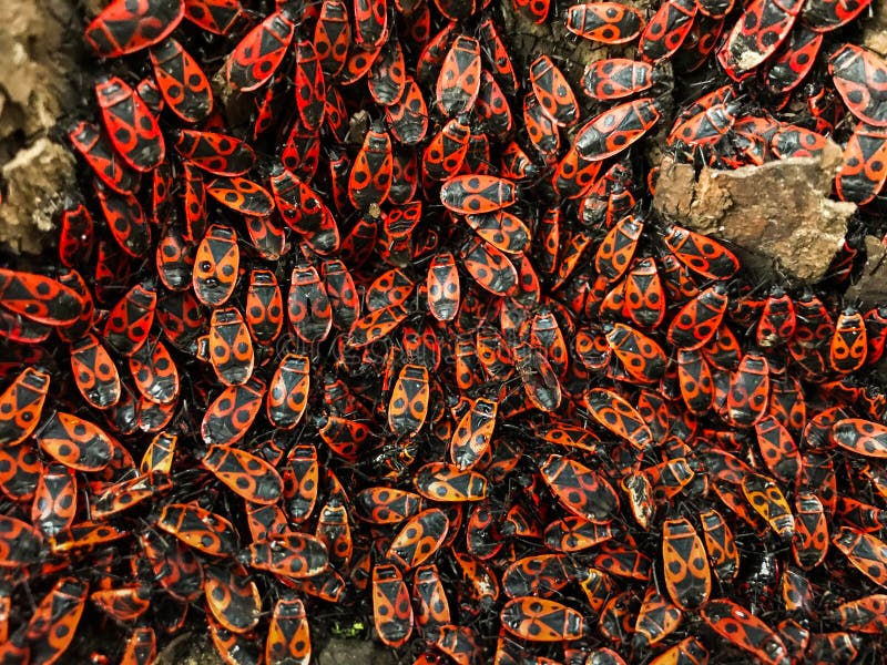 A Huge Number of Red Beetles that Gathered Under the Base of the Tree ...