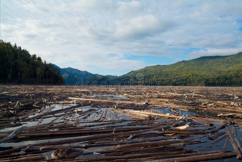 A Huge Number of Snag in the Water Reservoir Stock Photo - Image of ...