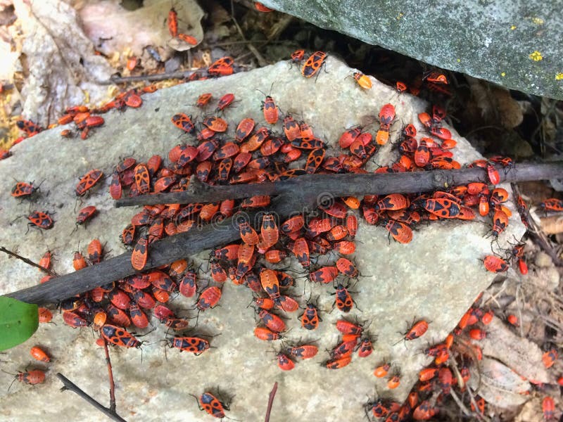 A Huge Number of Tree Bugs. Little Red Bugs Stock Image - Image of ...