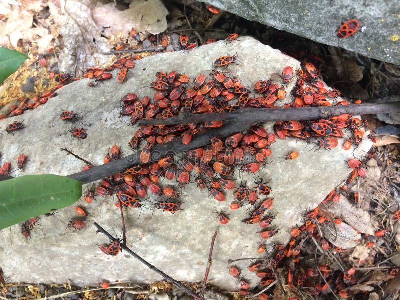 A Huge Number of Tree Bugs. Little Red Bugs Stock Photo - Image of bugs ...