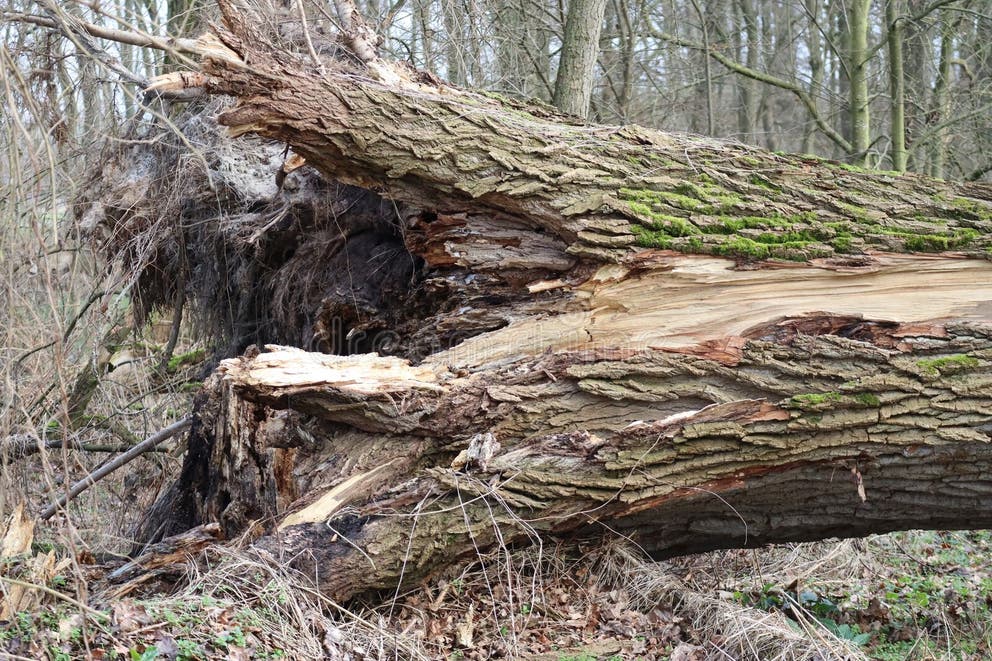 Fallen Giant stock image. Image of climate, risk, dangers - 308011349