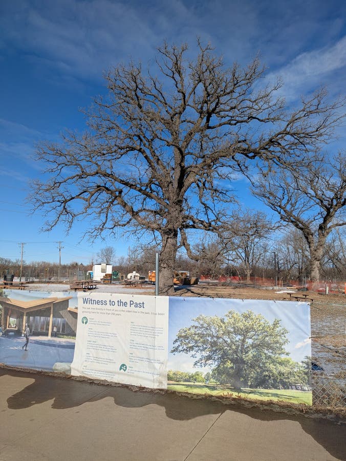 Oak Tree 350 Years Old stock photo. Image of neighbourhood - 360064812