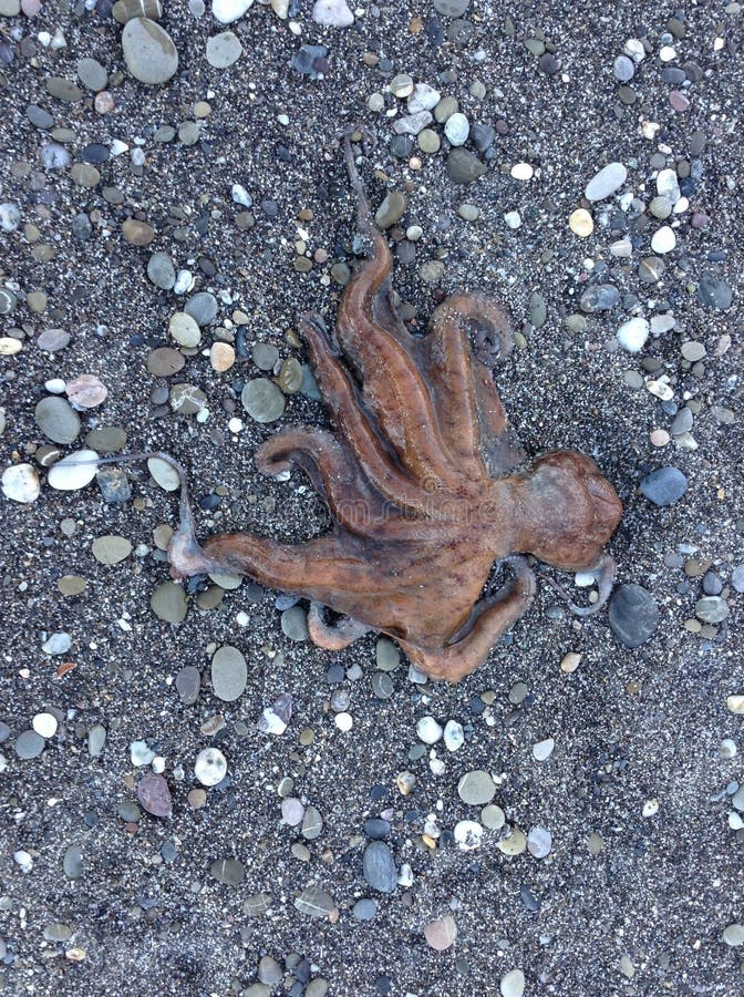 A Huge Octopus on the Beach Stock Photo - Image of live, travel: 84079598