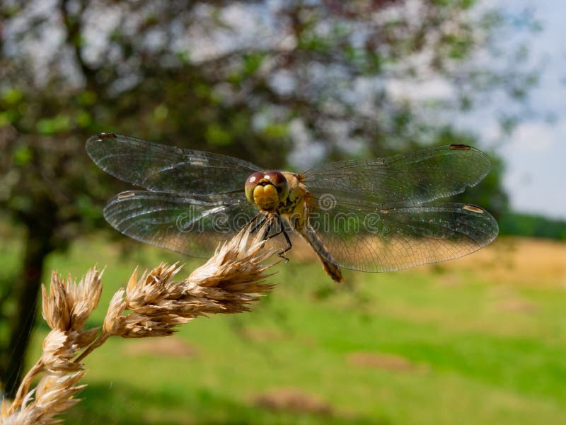 Huge, old dragonfly. stock image. Image of dragonfly - 230224675