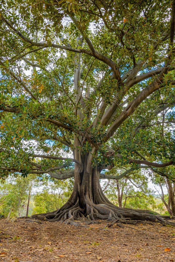 Huge and Old Gum Tree in Western Australia Stock Image - Image of ...