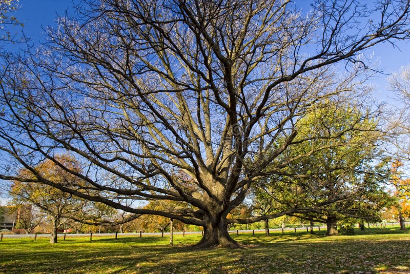 Huge Old Oak Tree in City Park Stock Photo - Image of city, urban: 15127616