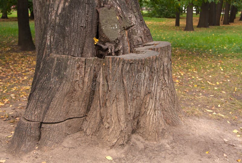 Large Old Stump in the Park. Stock Photo - Image of huge, natural ...