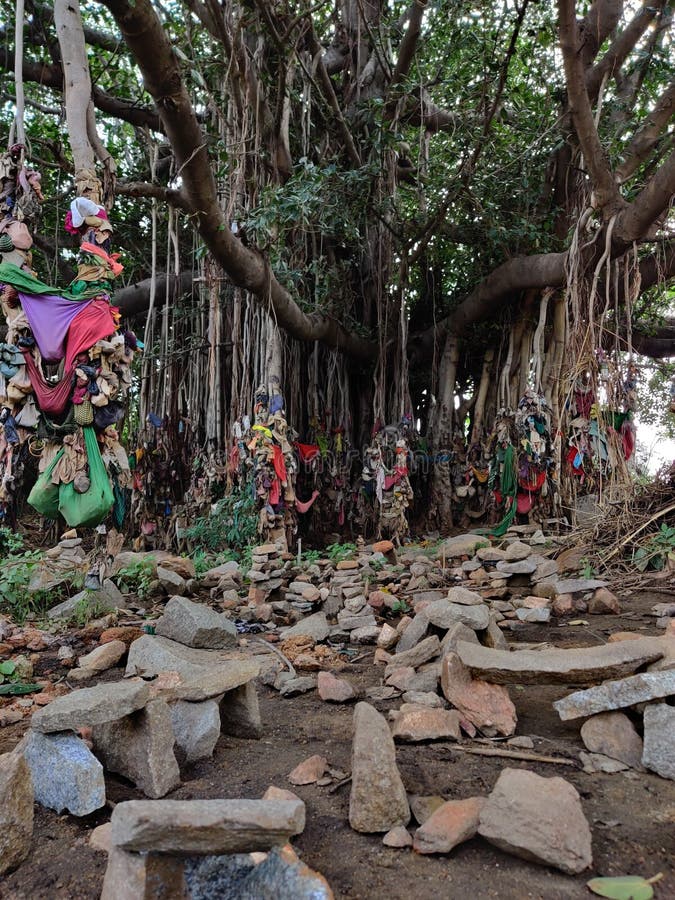 Huge old tree of banayan stock image. Image of autumn - 182586981