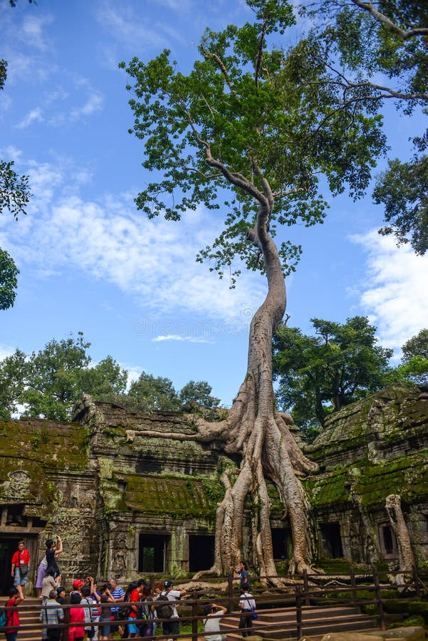 Huge Old Tree on the Ruin in Angkor Wat Stock Photo - Image of life ...