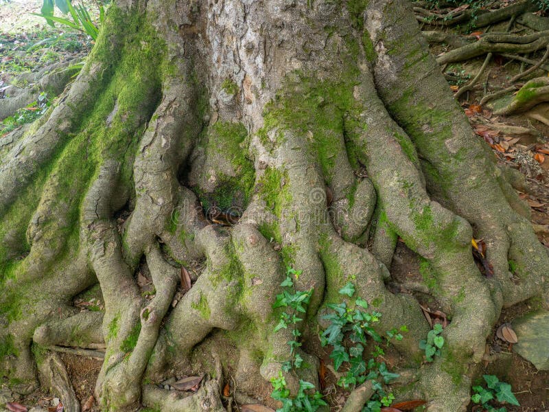 A Huge Old Tree with Intertwining Roots. Powerful Root System. Root ...