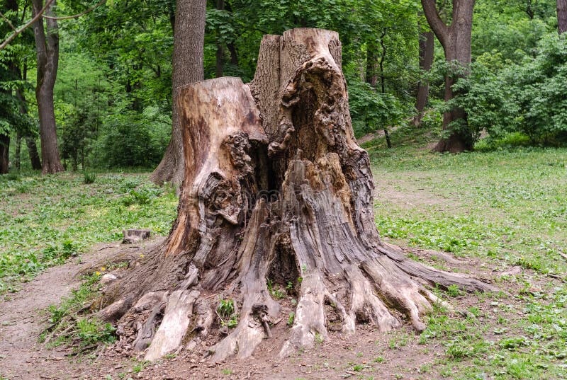 Huge old tree stump stock photo. Image of maple, thicket - 279684360