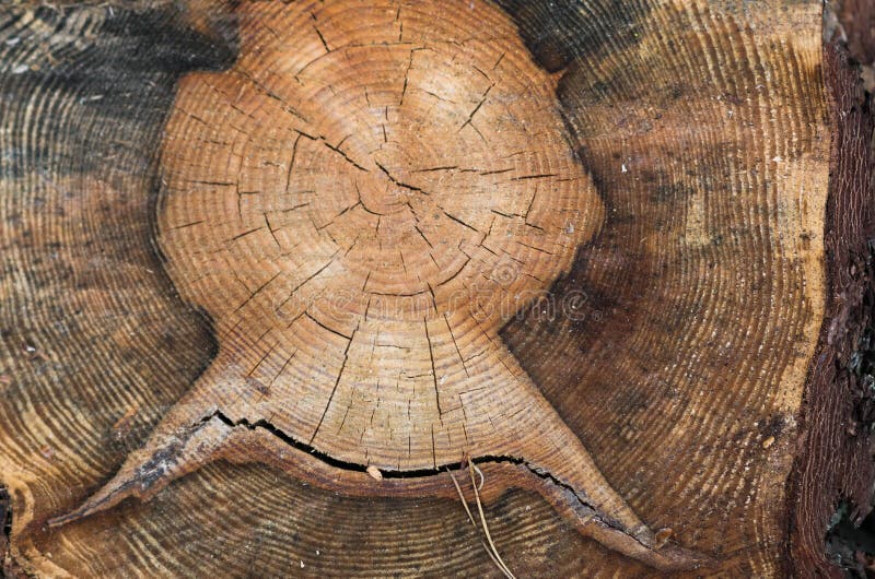 Huge Old Tree Trunk Perfect for a Modern Table Stock Photo - Image of ...