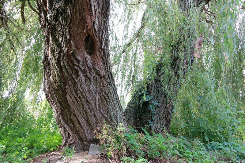A Huge Old Willow Tree on the Bank of the River. Stock Photo - Image of ...
