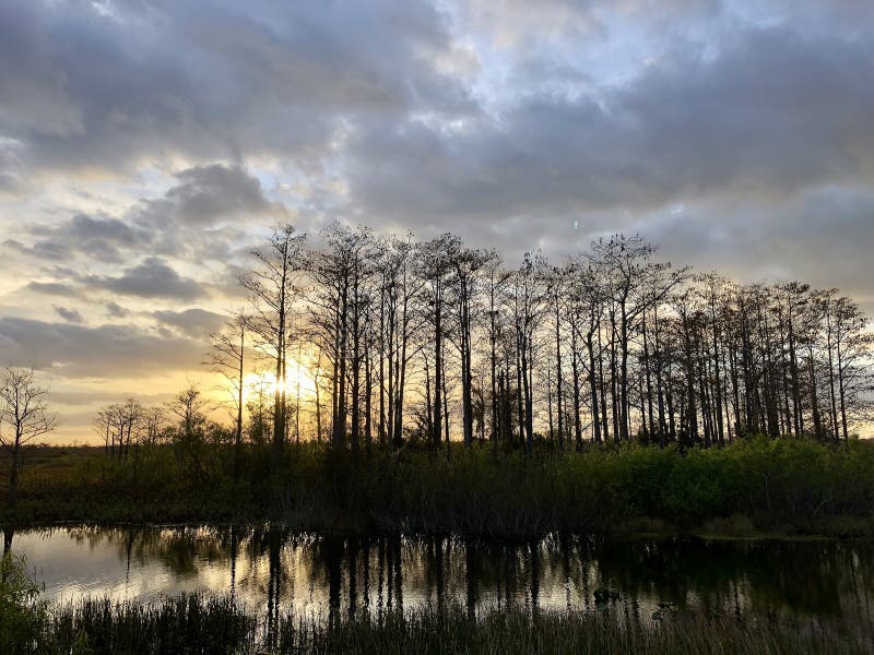 Sunburst in the marsh stock photo. Image of bulrush - 108975468