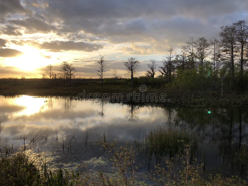 Sunburst in the marsh stock photo. Image of evening - 108975698
